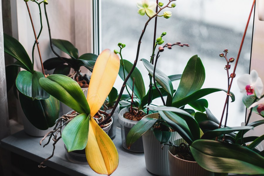 Yellow Leaves on Indoor Plants: When to Worry and When It's Normal ...